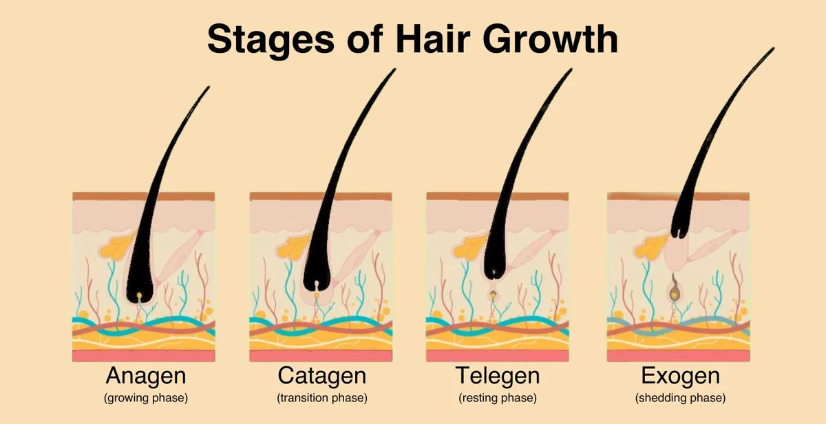 Why Is It Normal for Hair to Shed? Understanding the Hair Growth Cycle ...
